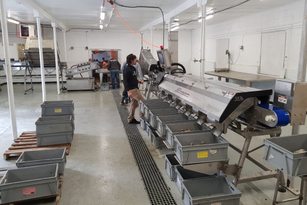 Innovation in oyster grading - Shellquip