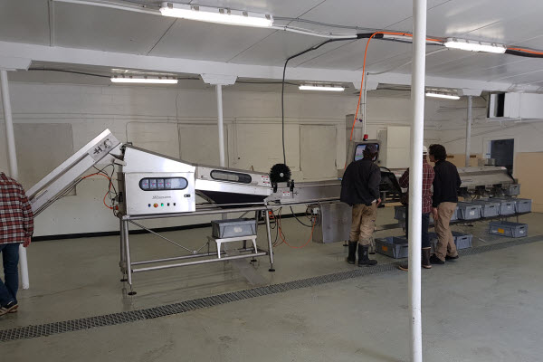 Automated oyster grading - Shellquip