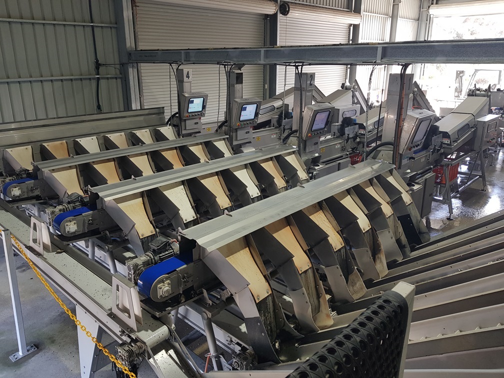 Our 4-lane Oyster grading and bagging system - Shellquip